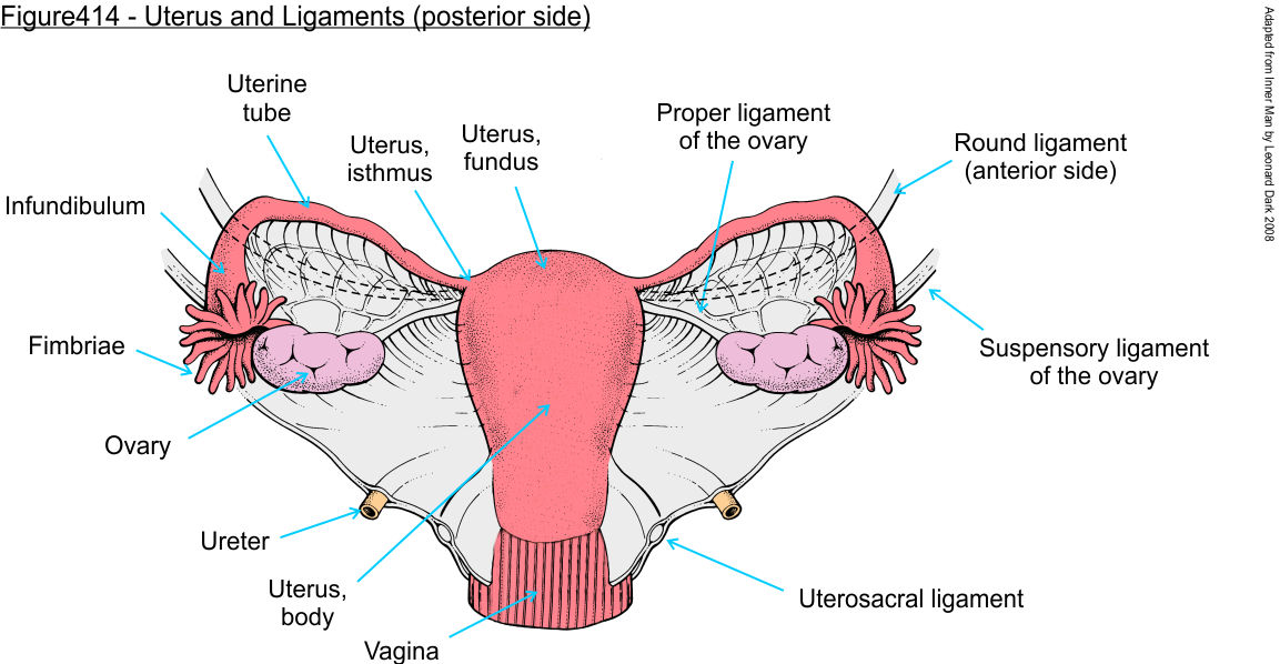 The Parts Of The Broad Ligament Of Uterus Avascular Spaces Of The